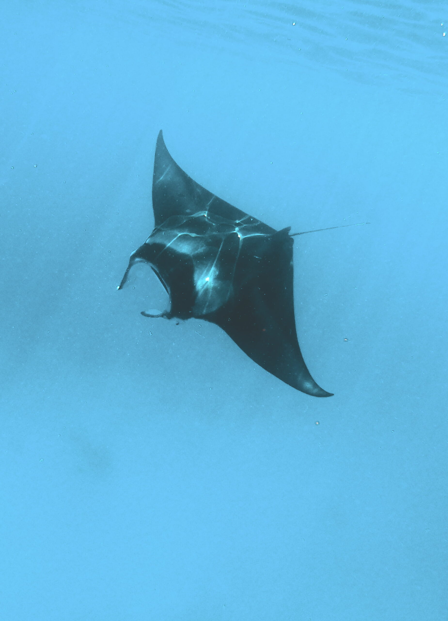 VISIT DHANGETHI DIVE PACKAGE - Endheri Dive Centre